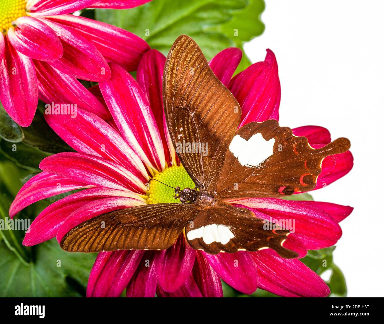 Helen butterfly hi-res stock photography and images - Alamy