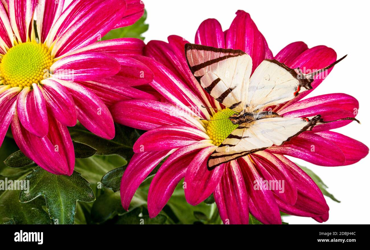 Swordtail butterfly hi-res stock photography and images - Alamy