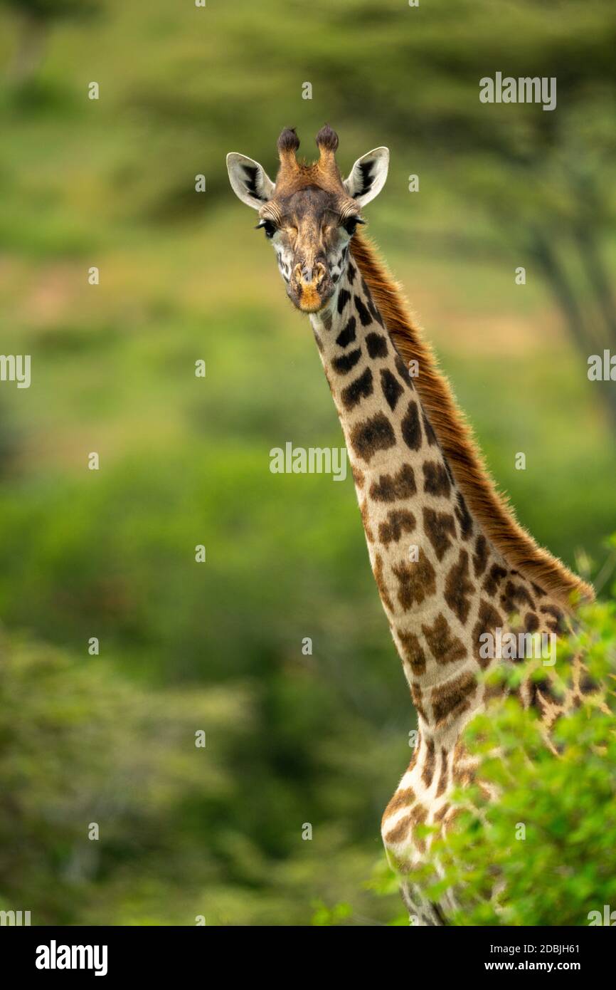 Close-up of Masai giraffe looking over bush Stock Photo - Alamy