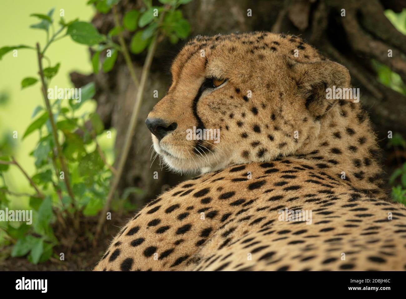 Close-up of cheetah lying by tree trunk Stock Photo - Alamy