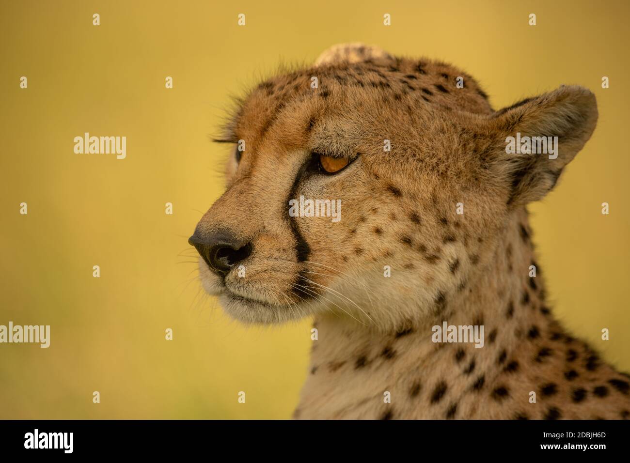 Close-up of cheetah facing left in shade Stock Photo - Alamy