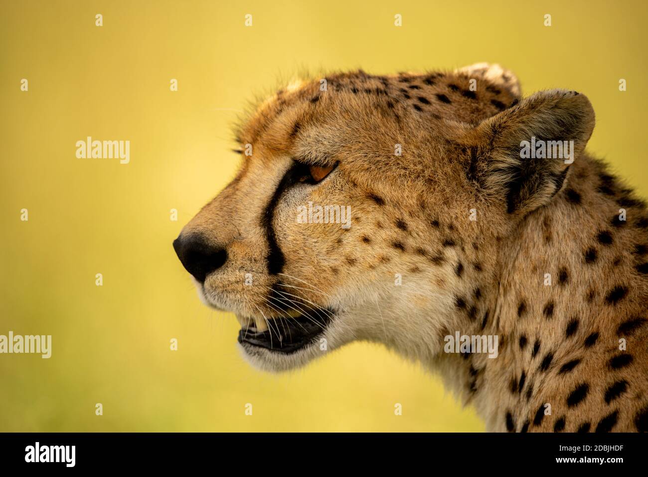 Close up cheetah head mouth hi-res stock photography and images - Alamy