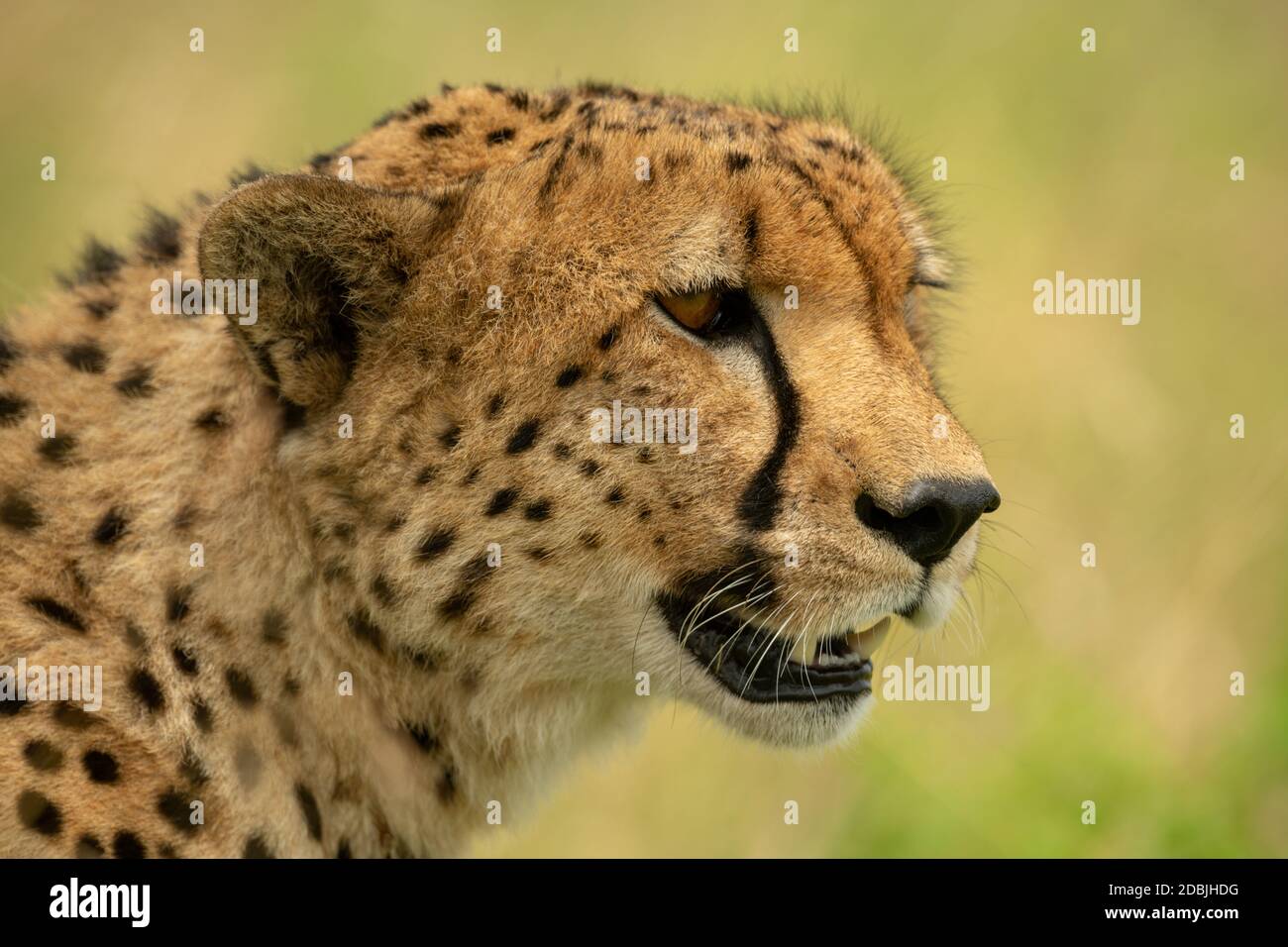 Close up cheetah head mouth hi-res stock photography and images - Alamy