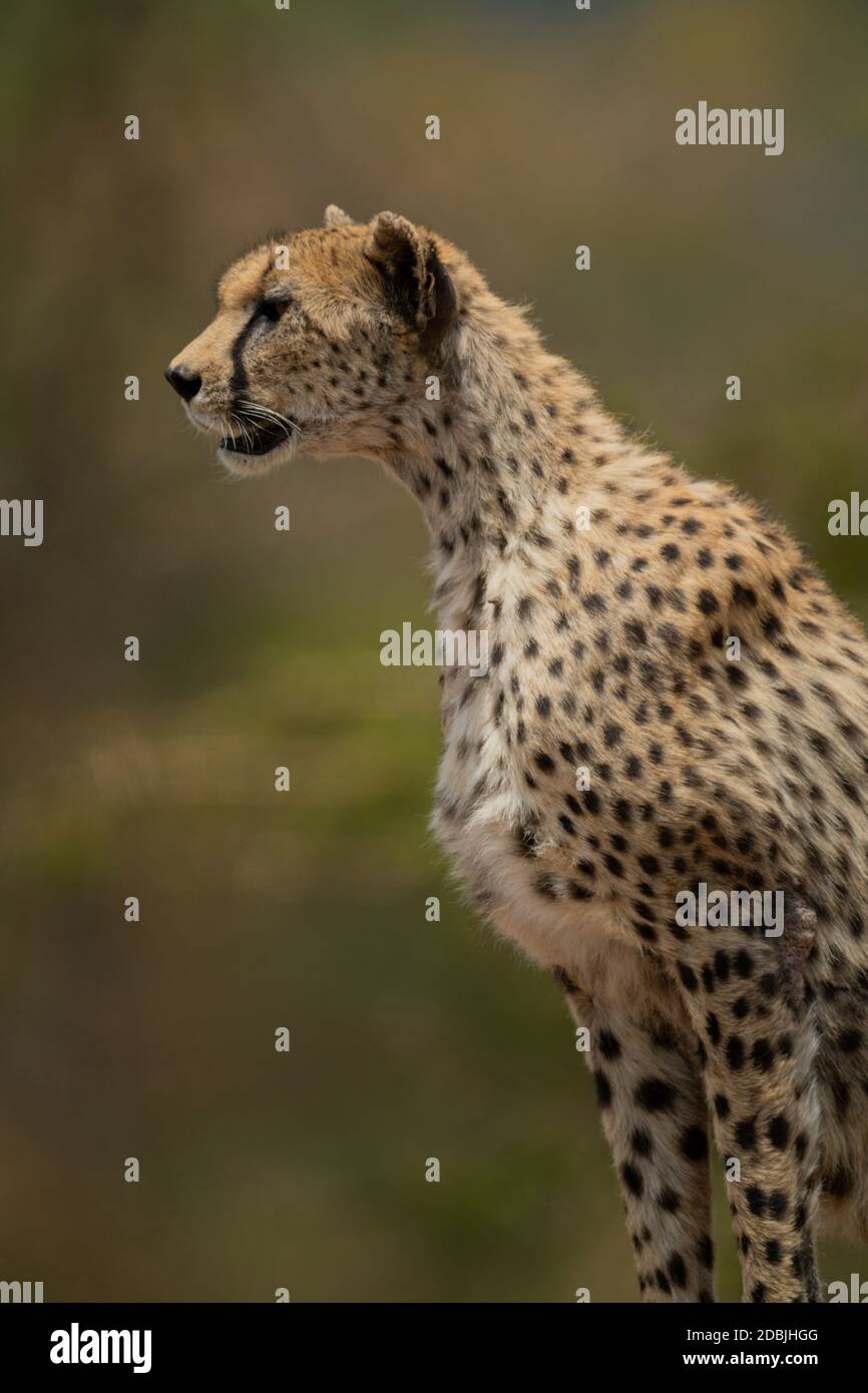 Close-up of female cheetah sitting facing left Stock Photo - Alamy