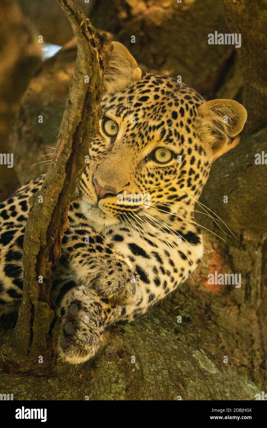 Leopard staring hi-res stock photography and images - Alamy