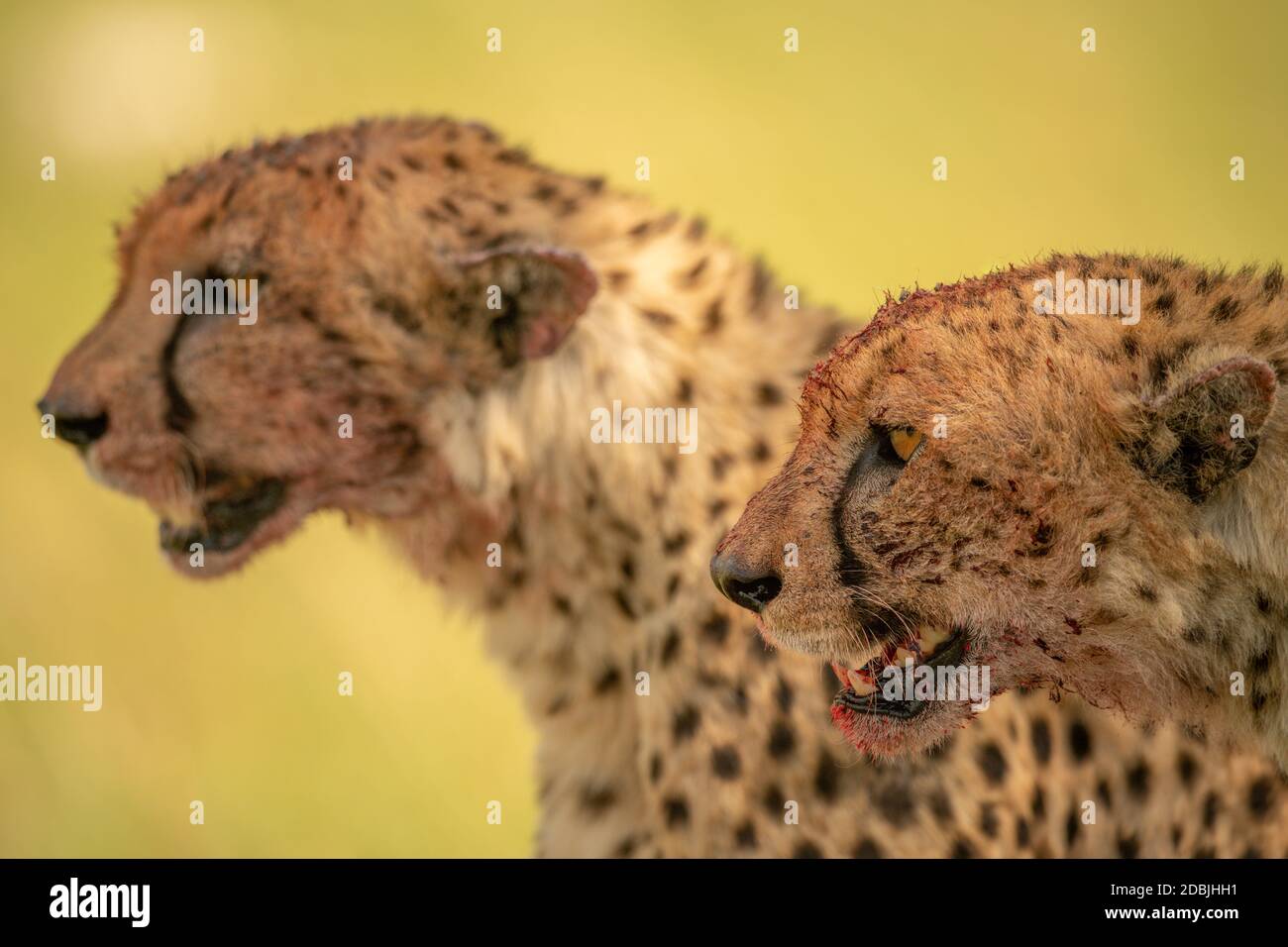 Close-up of cheetahs sitting side-by-side looking left Stock Photo - Alamy