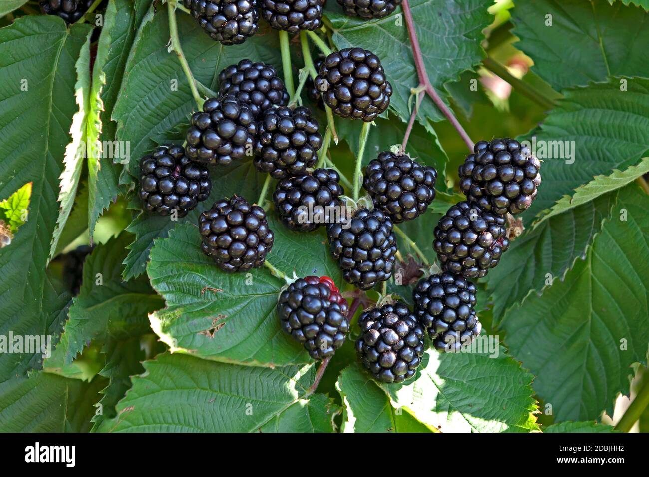 Stachellose Brombeere (Rubus fruticosus 'Loch Ness' NESSY Stock Photo ...