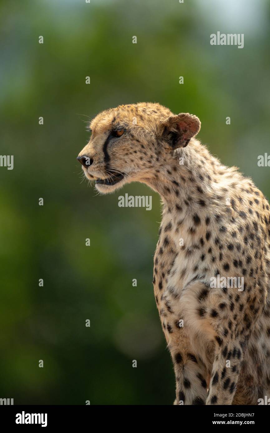 Close-up of cheetah sitting with trees behind Stock Photo - Alamy