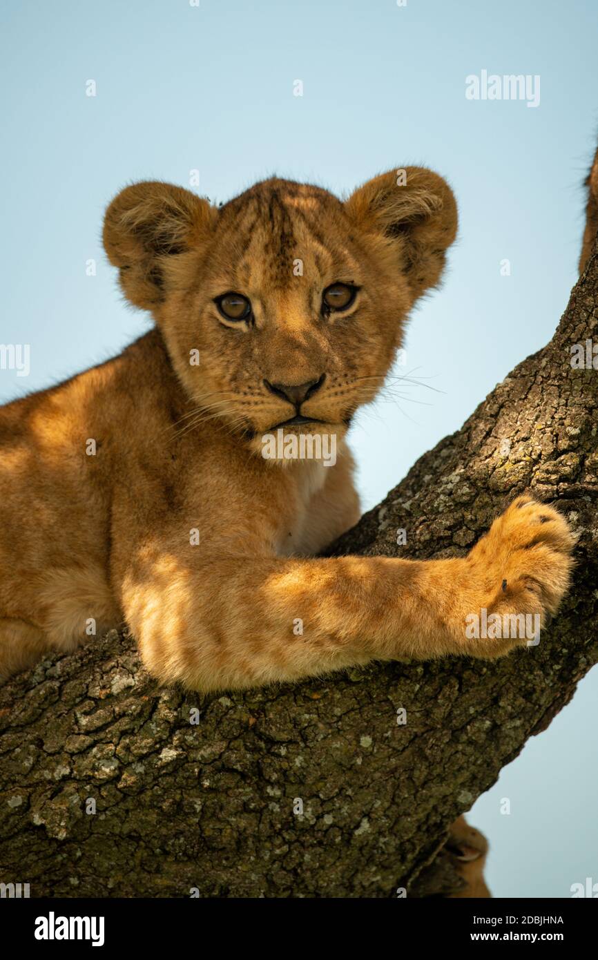 Lion cub in tree hi-res stock photography and images - Alamy