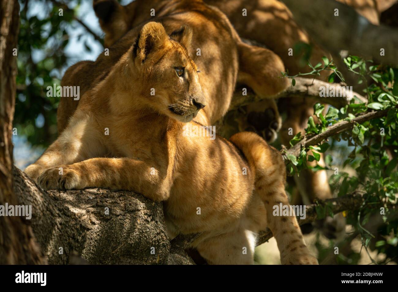 Close-up of lion cub lying on branches Stock Photo - Alamy