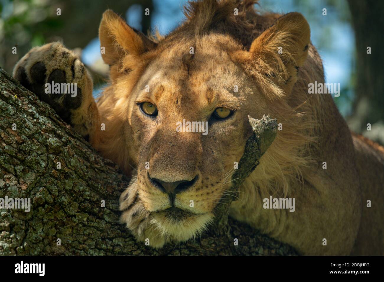 Lying in tree hi-res stock photography and images - Alamy