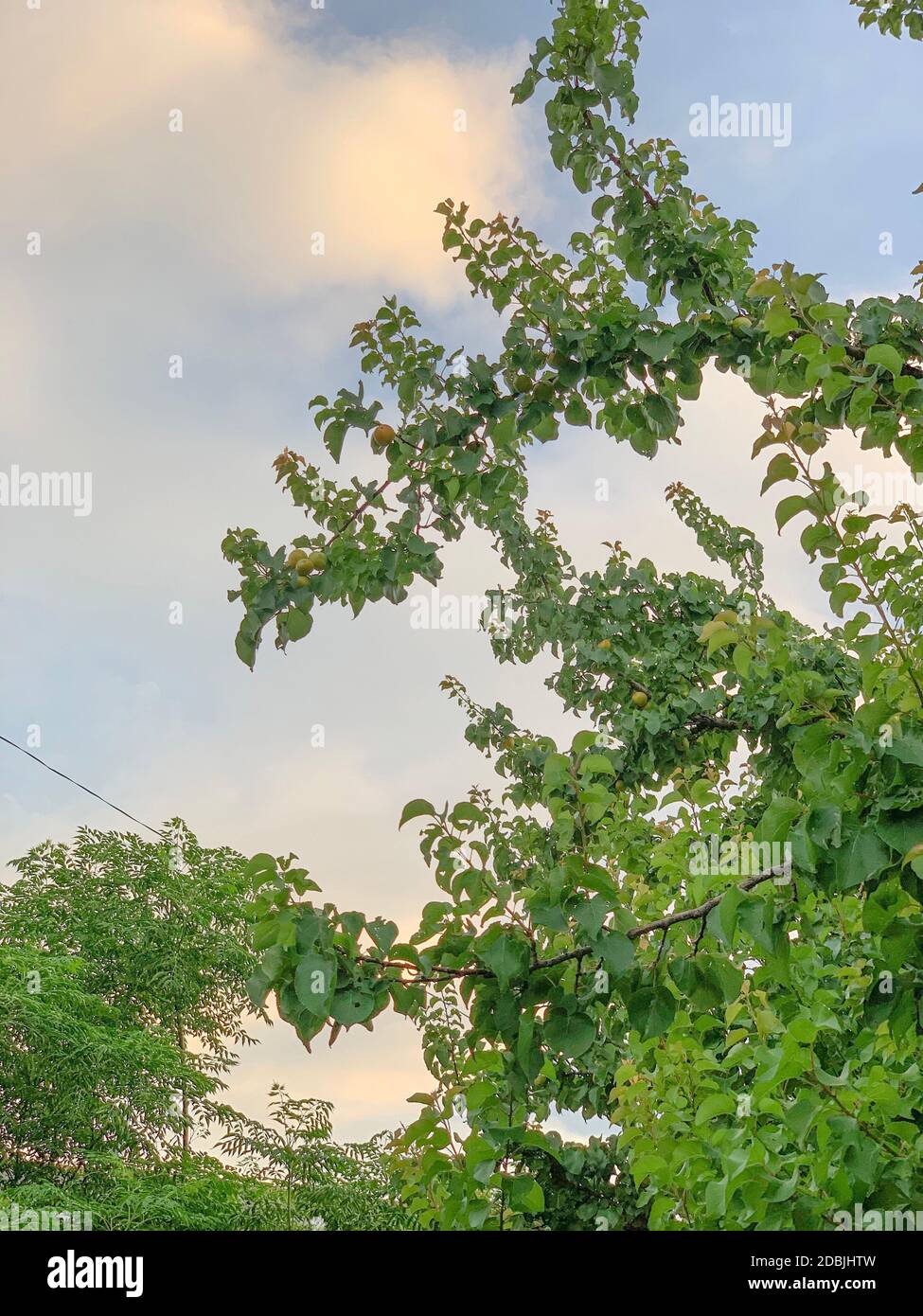apricot tree with fruits on the branch at the time of the sunset Stock ...