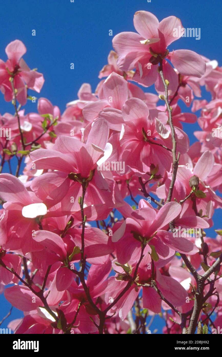 Magnolia galaxy hi-res stock photography and images - Alamy