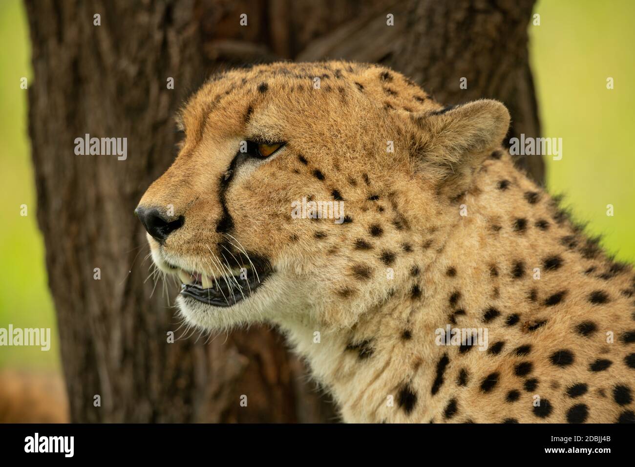 Cheetah head shoulders hi-res stock photography and images - Alamy