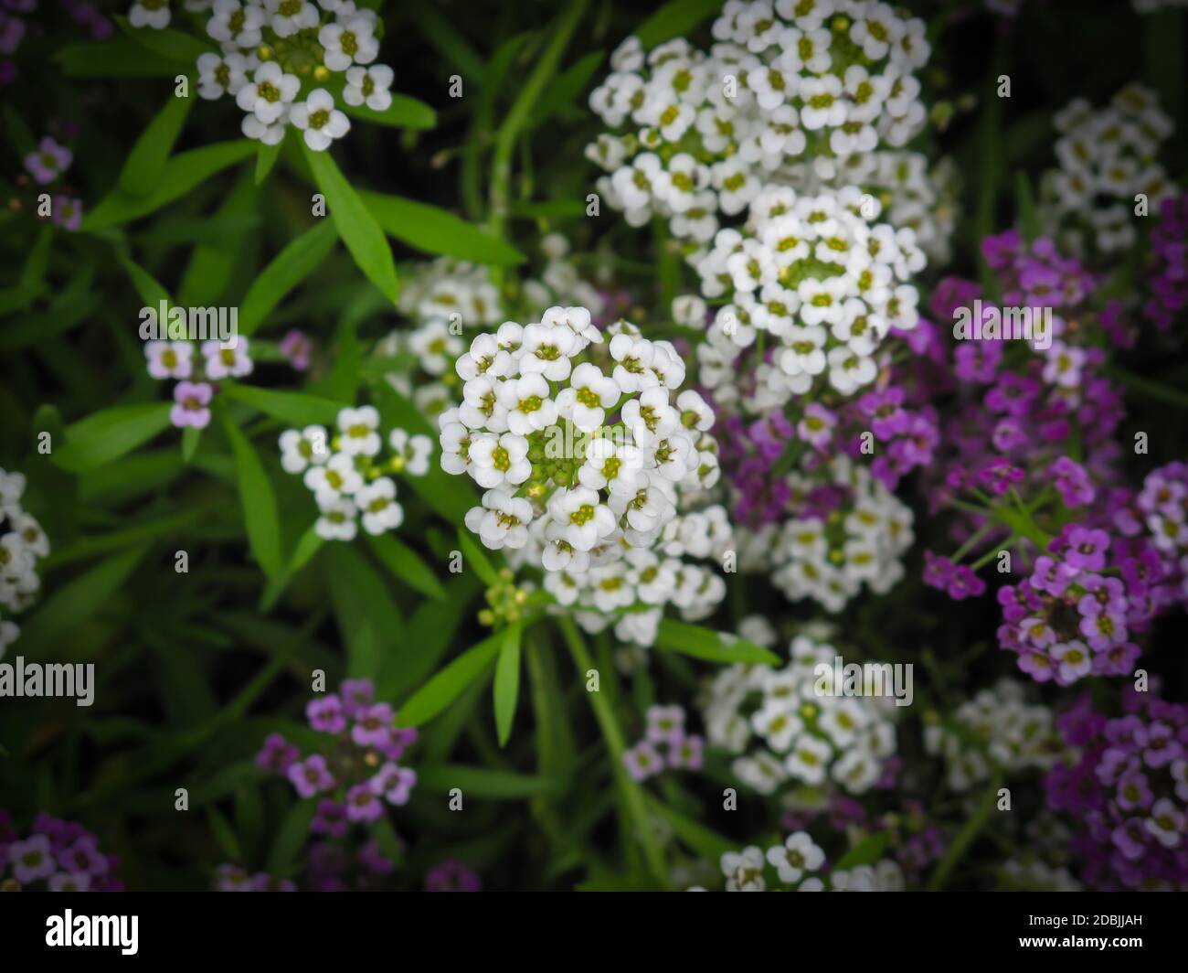 Close up of Bunch of a tiny white and violet Alyssum (Alyssum montanum ...