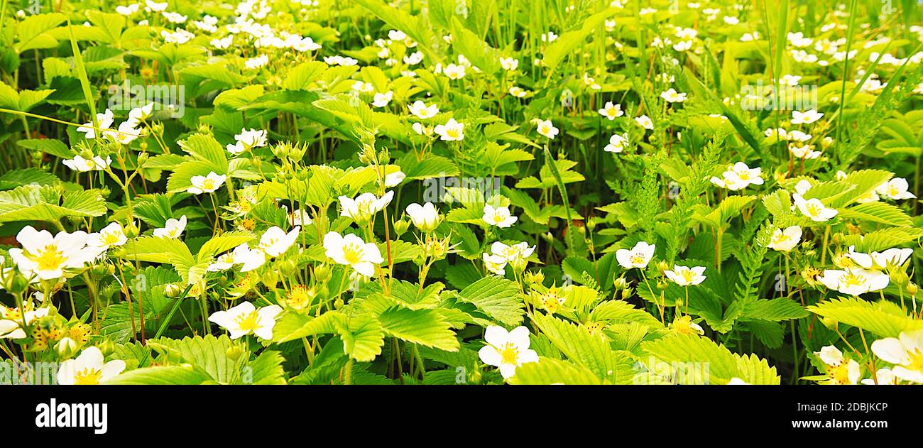 Beautiful large strawberries hi-res stock photography and images - Alamy