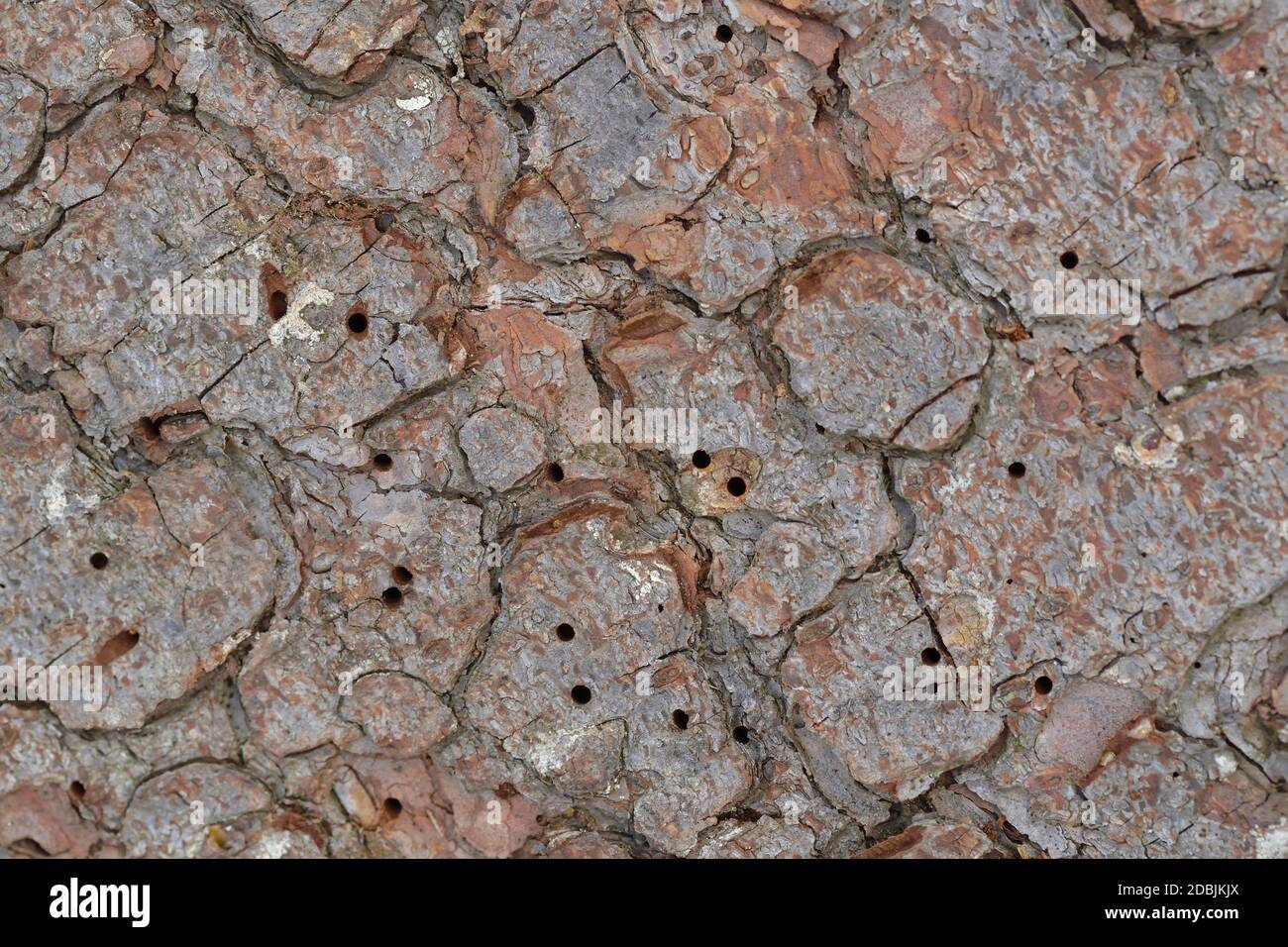 Spruce bark beetle hi-res stock photography and images - Alamy