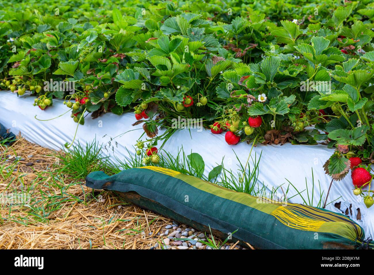 strawberry plants with ground protection on a field Stock Photo - Alamy
