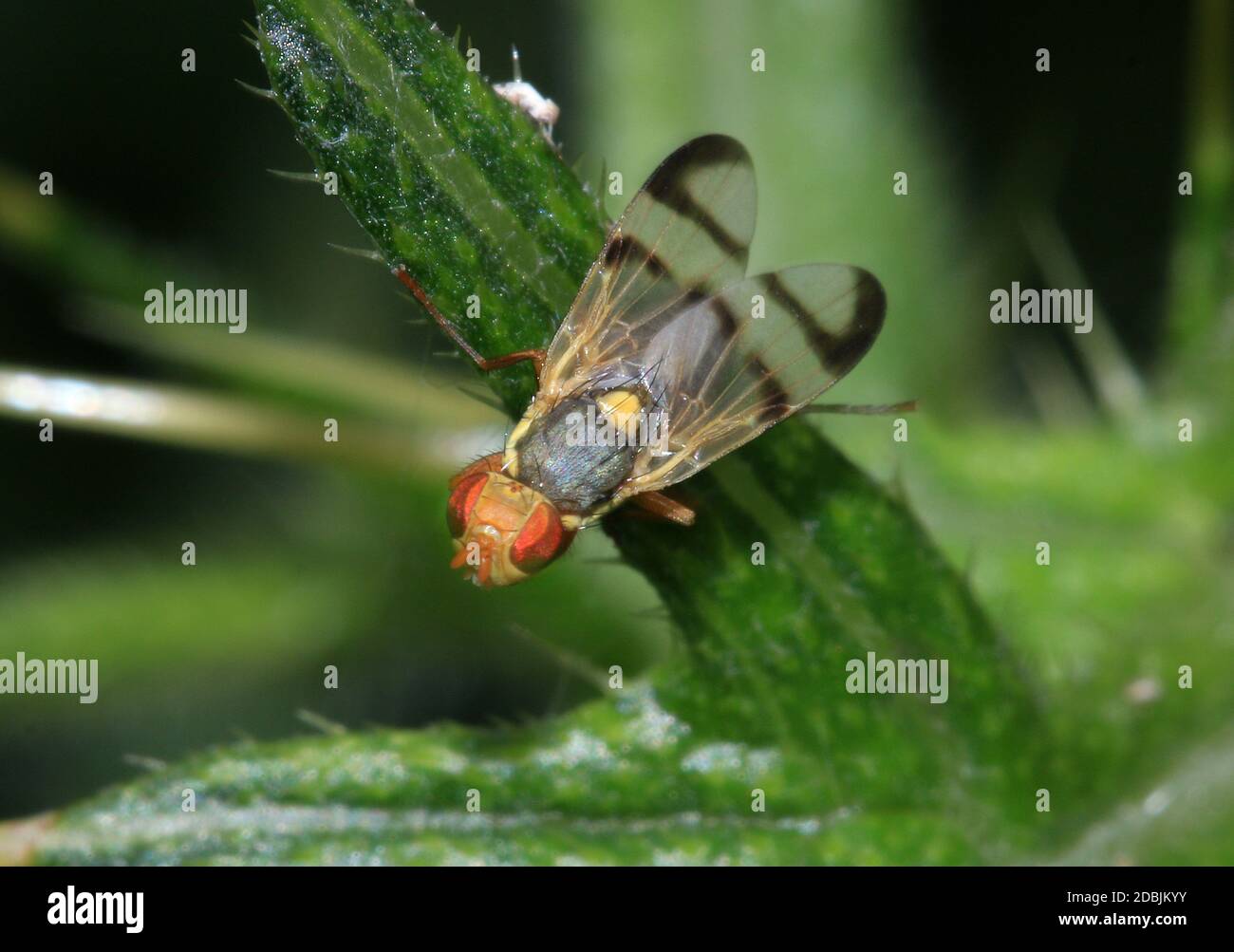 thistle gall fly, female, Urophora stylata, sitting on a spear thistle ...