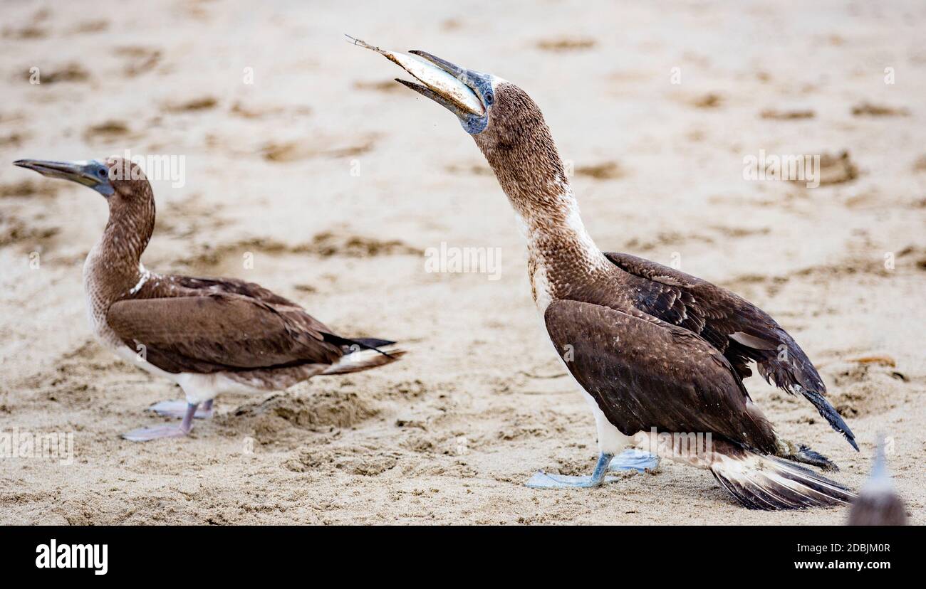 Bird Stealing Fish High Resolution Stock Photography and Images - Alamy