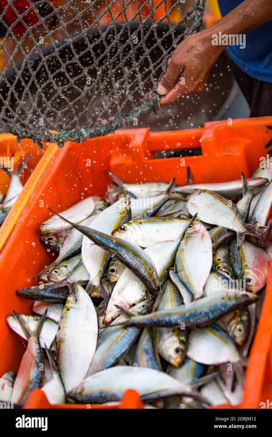 Fisherman s catch of fish is stored in a plastic bin, ready to take to ...