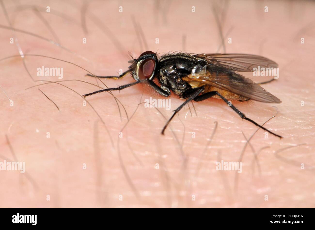 Animal skin close up hi-res stock photography and images - Alamy