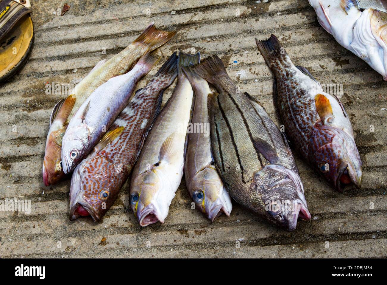 Fish from the day s catch laid out on the dock Stock Photo - Alamy