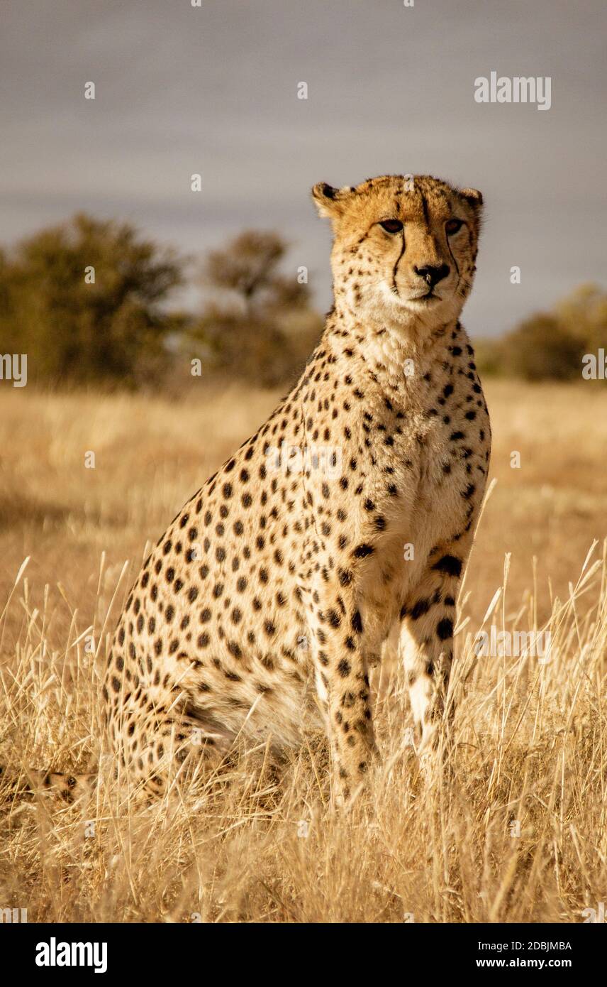 Adult cheetah sits up scans his surroundings in Namibia Stock Photo - Alamy