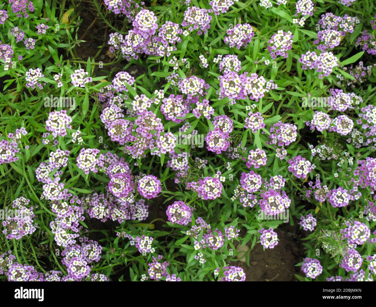 Bunch of a tiny white and violet Alyssum (Alyssum montanum) flowers in ...