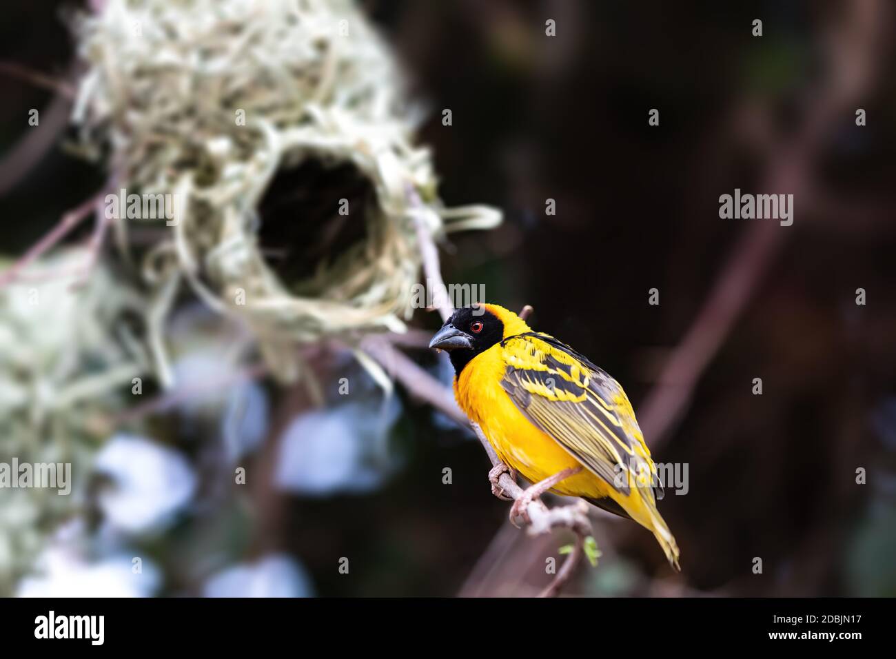 Male of small yellow bird Northern Masked Weaver (Ploceus taeniopterus ...
