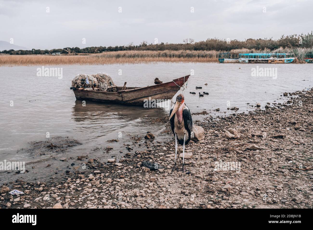 Leptoptilos and abandoned boat on lake Gelia, very large tropical ...
