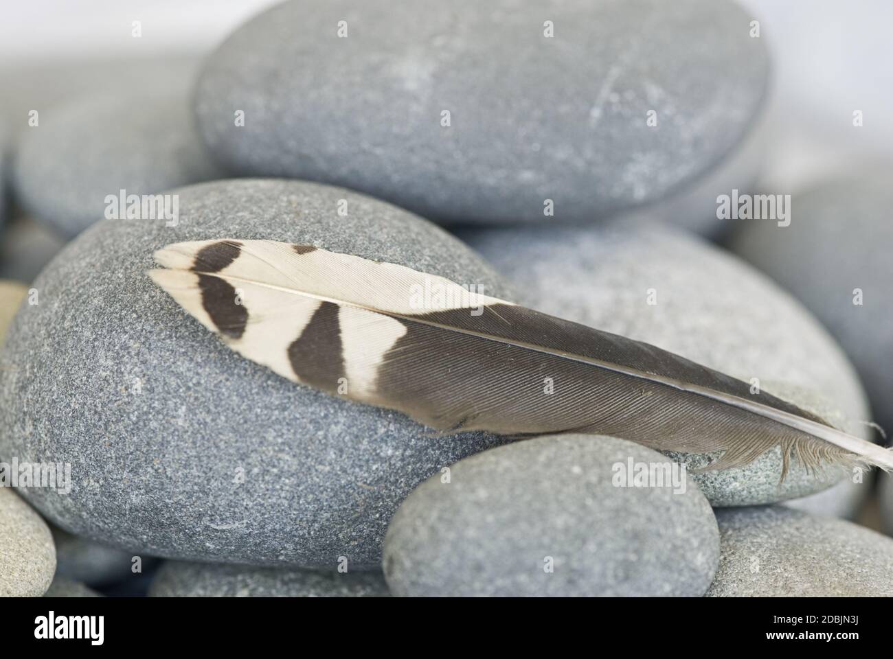 delicate feather close up on smooth grey pebble Stock Photo - Alamy
