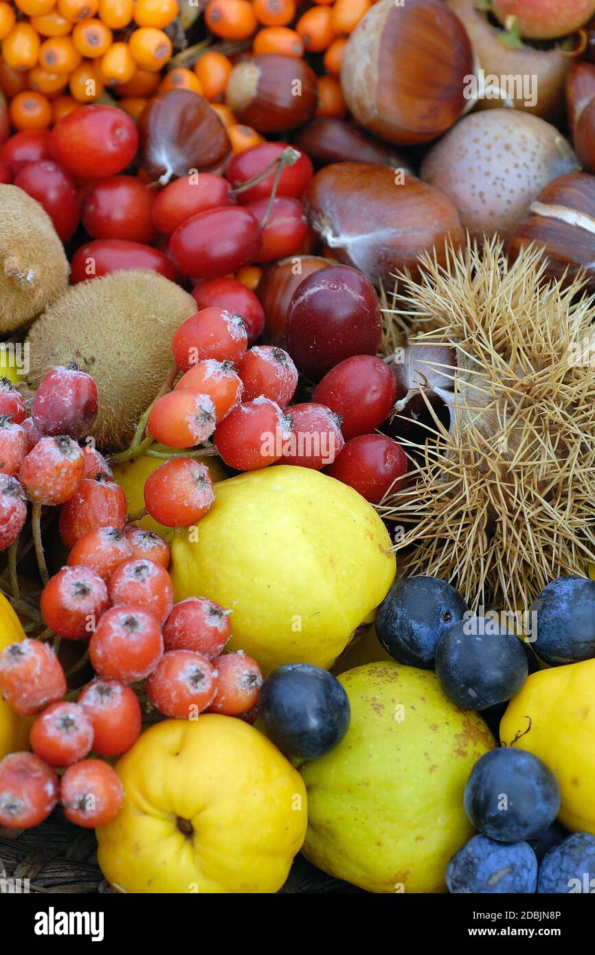 Verschiedene Obstsorten, Wildfruechte, Detailaufnahme Stock Photo - Alamy