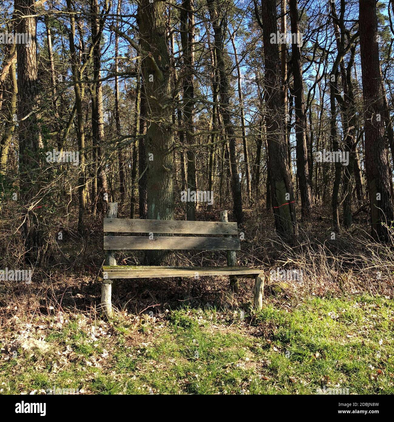 outdoor impression with wooden rustic bench in a forest, captured on a ...