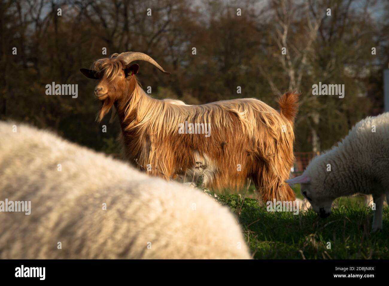 Billy goat cologne hi-res stock photography and images - Alamy