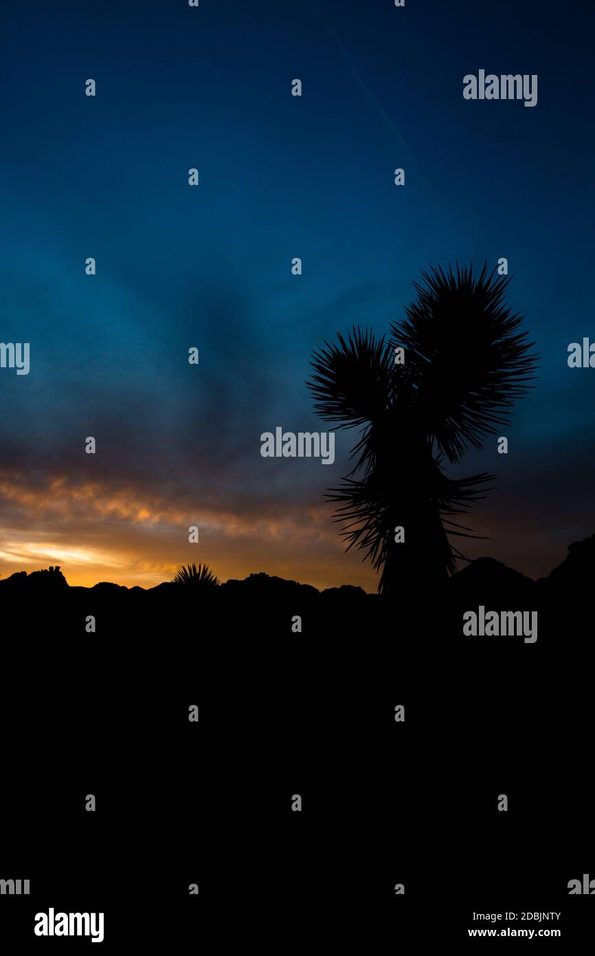 Sunset in Joshua Tree National Park Stock Photo - Alamy