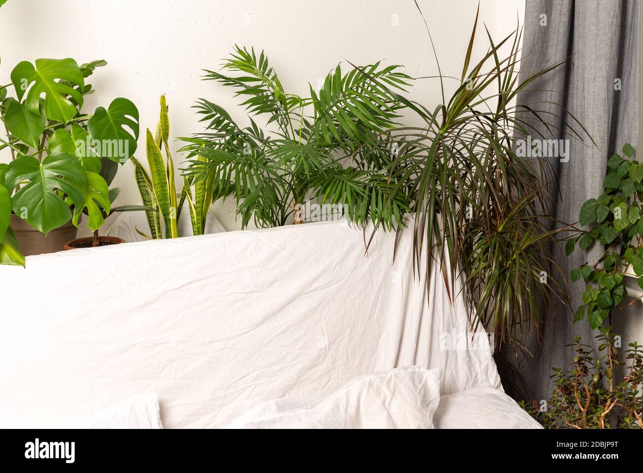 Green house plants behind the sofa, part of the interior, healthy space ...