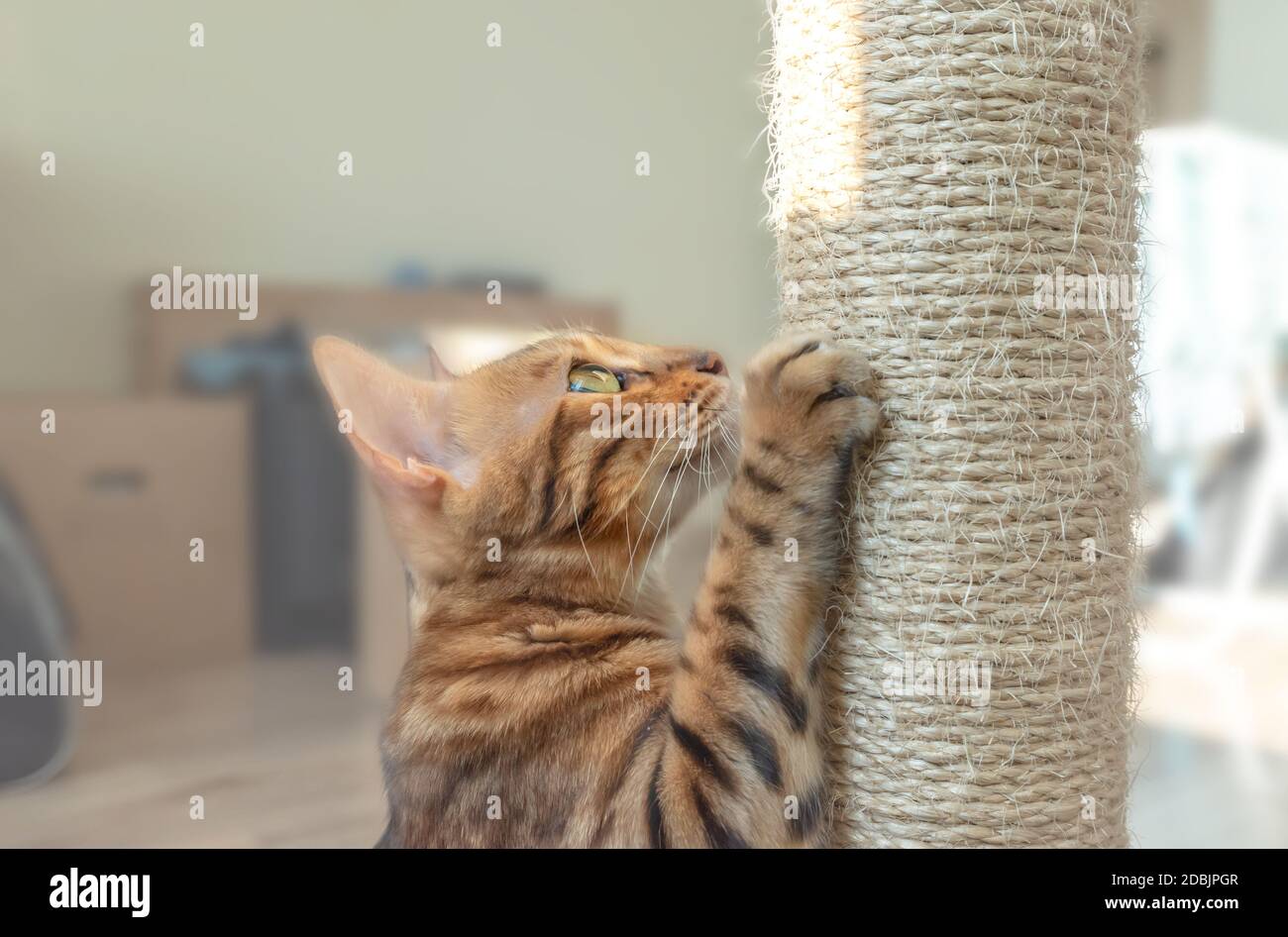 Sharpens claws hi-res stock photography and images - Alamy