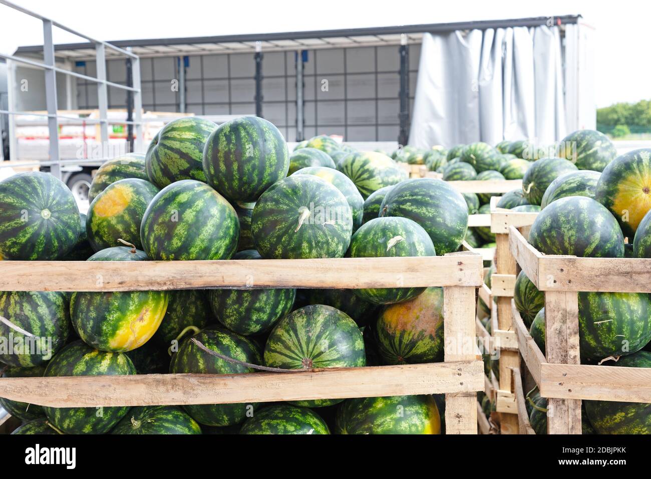 Big Watermelons in Crates at Wholesale Warehouse Stock Photo - Alamy
