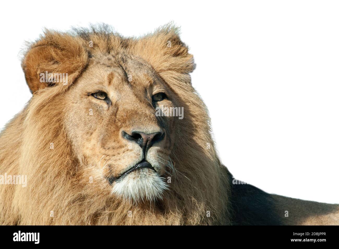Portrait of proud lion isolated on white Stock Photo - Alamy