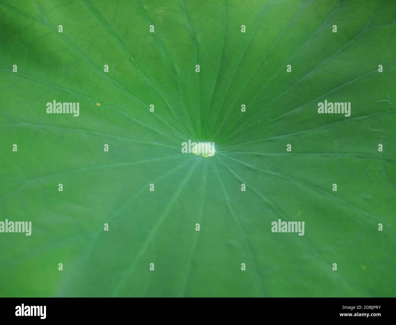 Green lotus leaf background.natural concepts Stock Photo - Alamy