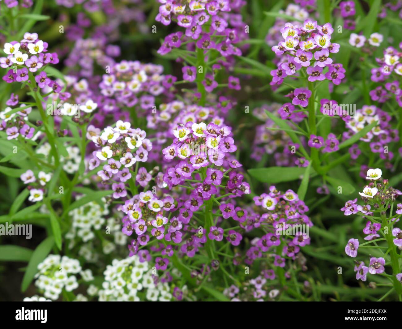 Alyssum flowers. Spring and summer flowers background texture. Natural ...
