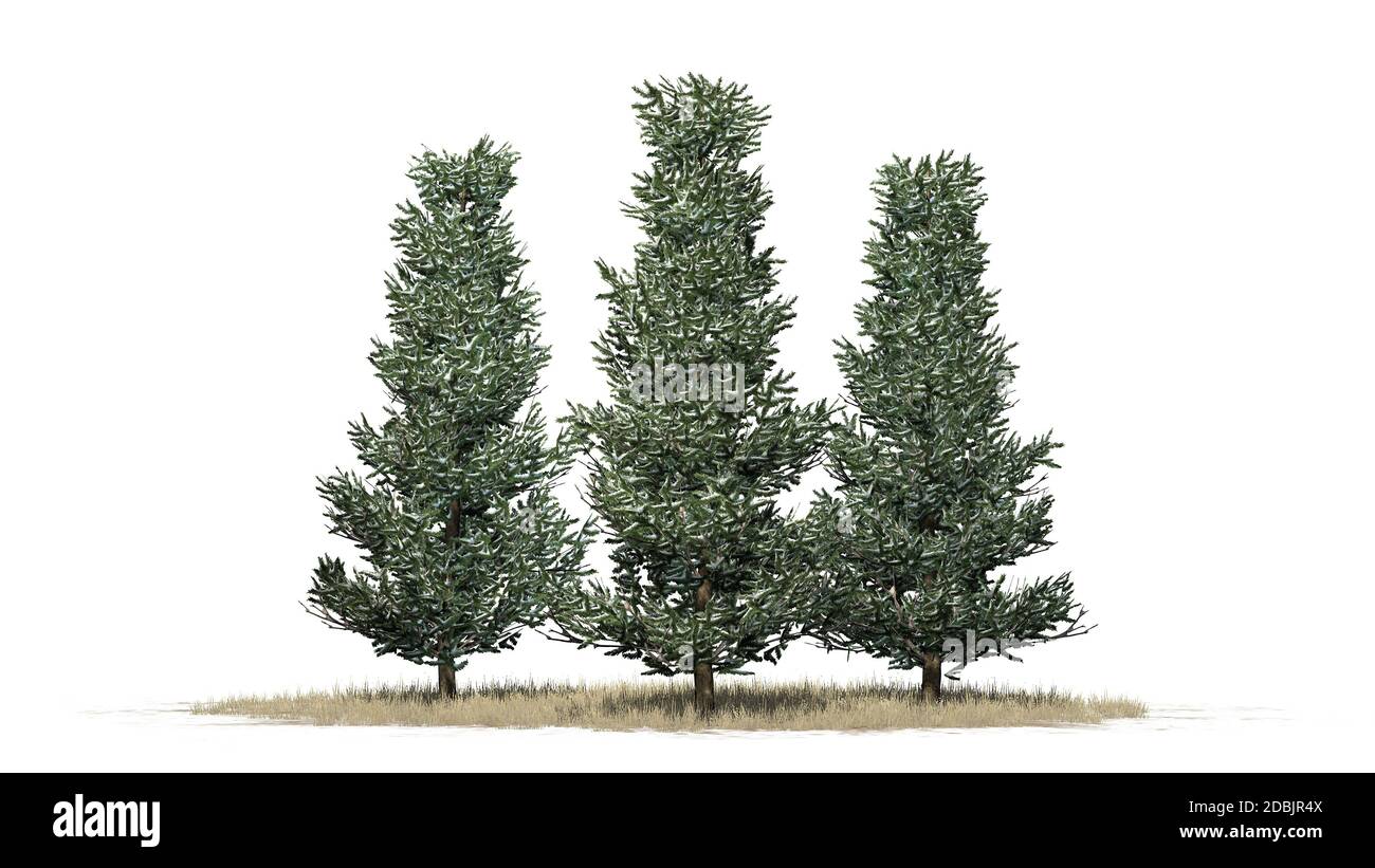 Fraser Fir in winter tree cluster - isolated on white background Stock ...