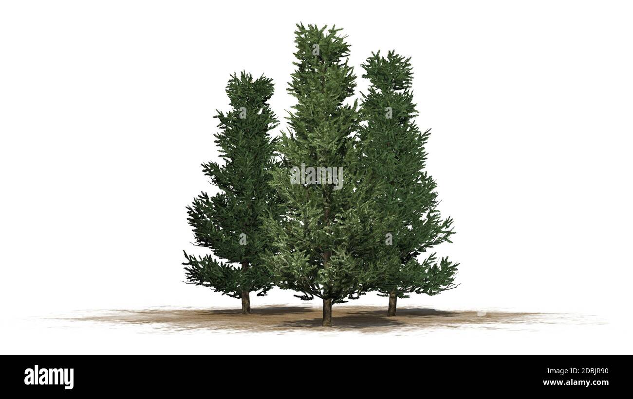 Fraser fir tree hi-res stock photography and images - Alamy