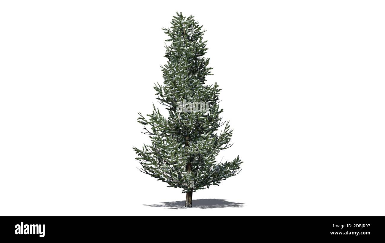 Fraser Fir tree in winter - isolated on white background Stock Photo ...