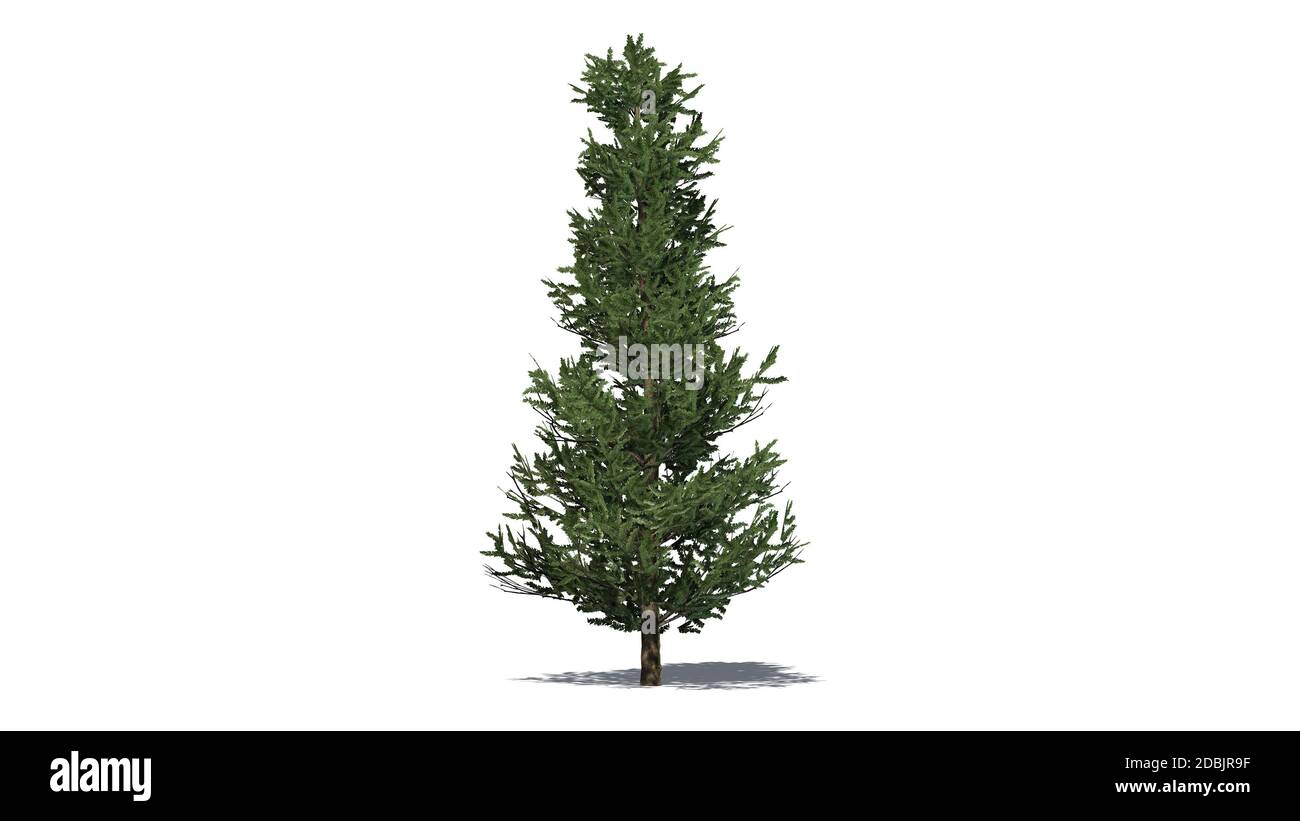 Fraser Fir Anatomy