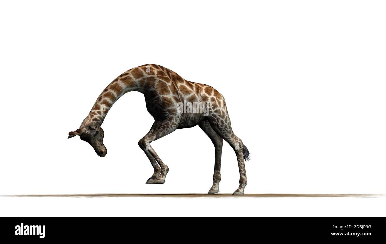 Giraffe attacking - on a sand surface - isolated on white background ...
