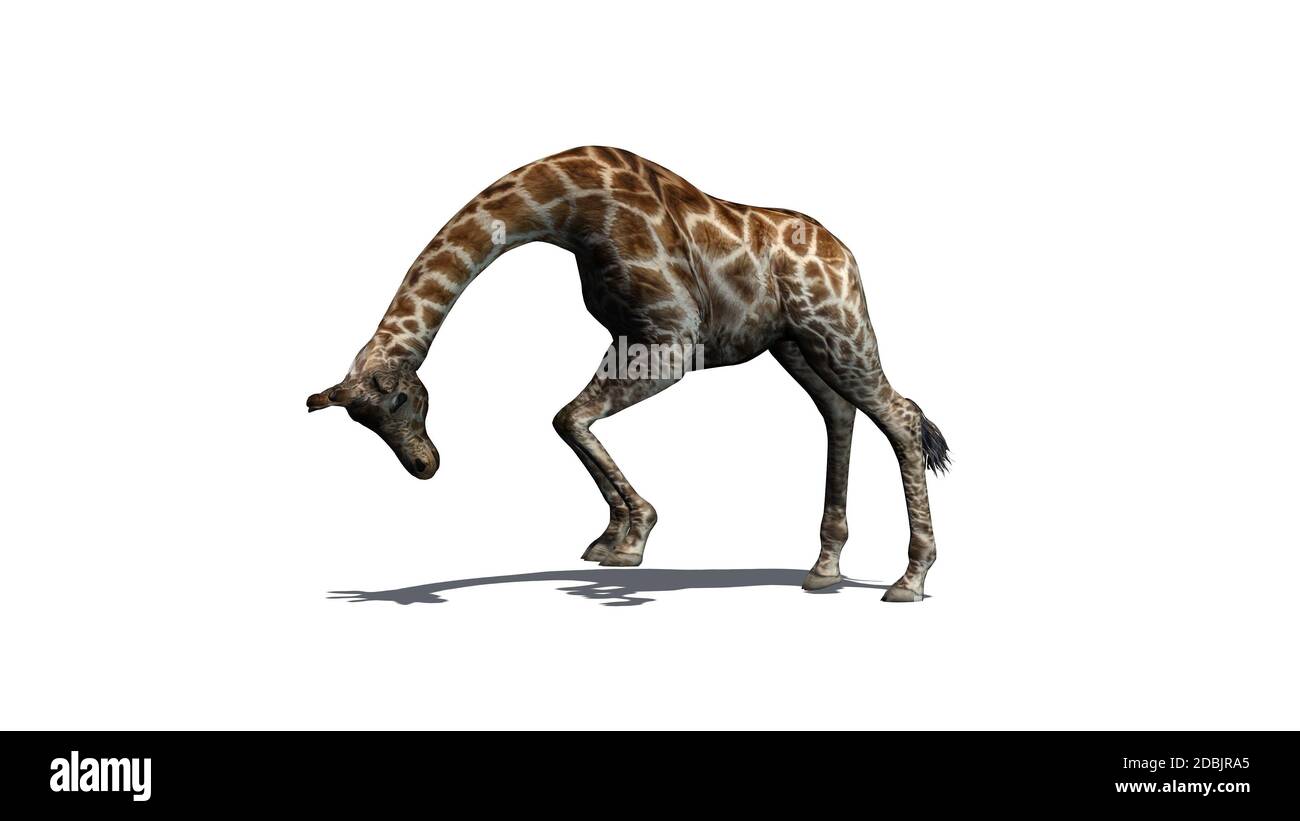 Giraffe attacking - with shadow on the floor - isolated on white ...