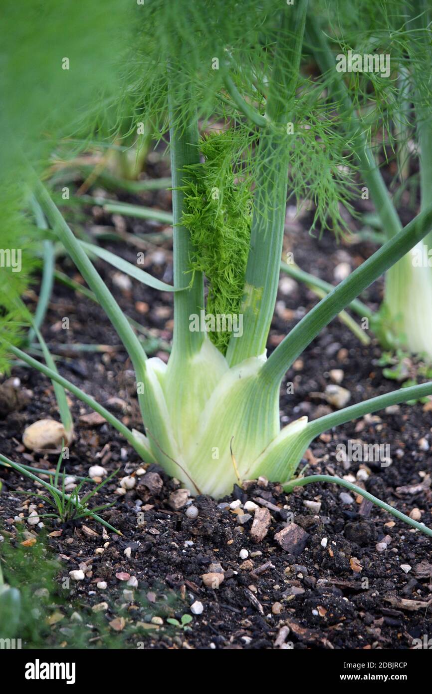 Florence or bulb fennel, Foeniculum vulgare, bulbs cultivated and ...