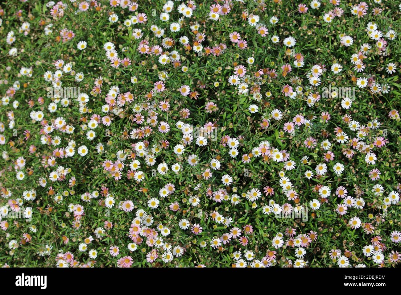 Mexican fleabane, Erigeron karvinskianus, plant with lots of pink and ...